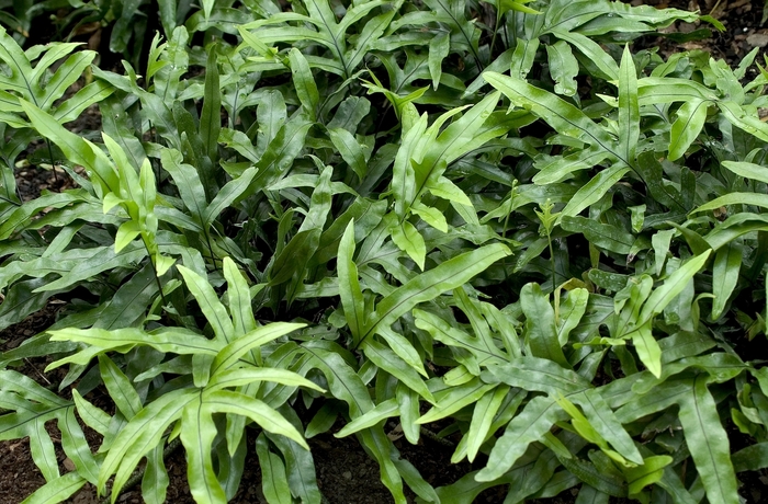 Microsorum diversifolium (Kangaroo Paw Fern) | Kangaroo Paw Fern ...