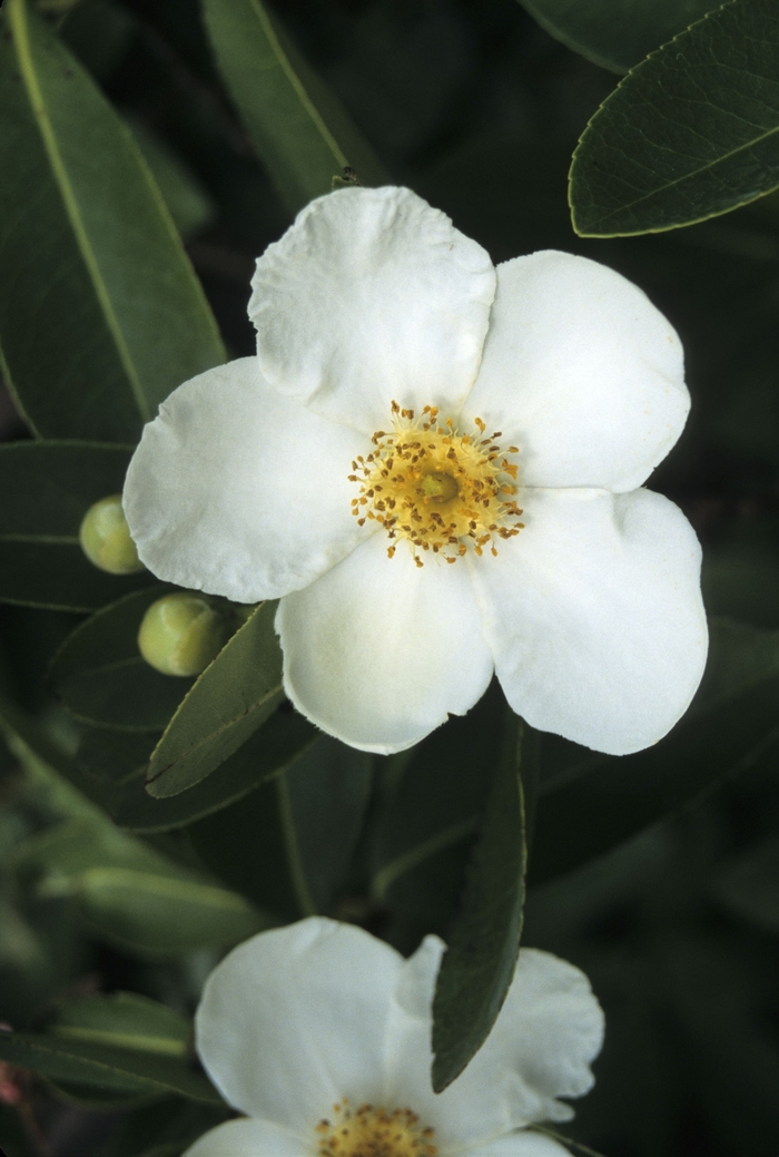 Franklinia alatamaha | Franklinia | Milmont Greenhouses