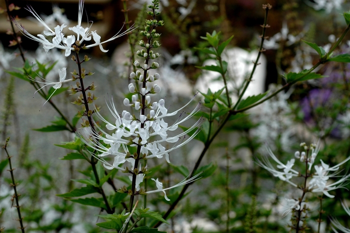 Orthosiphon stamineus (Cat's whiskers) | Cat's whiskers | Milmont ...