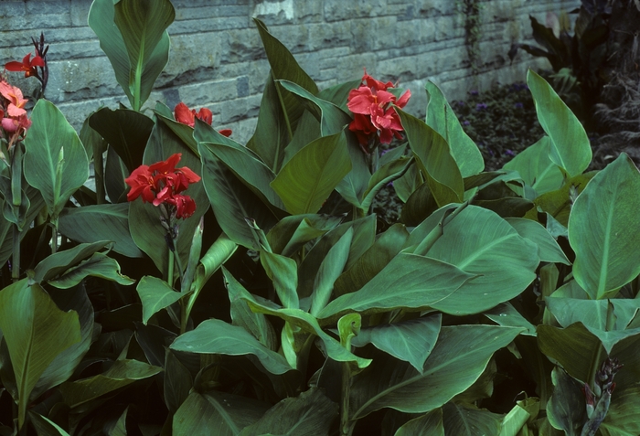 Canna x generalis 'The President' (Canna Lily) | The President Canna ...