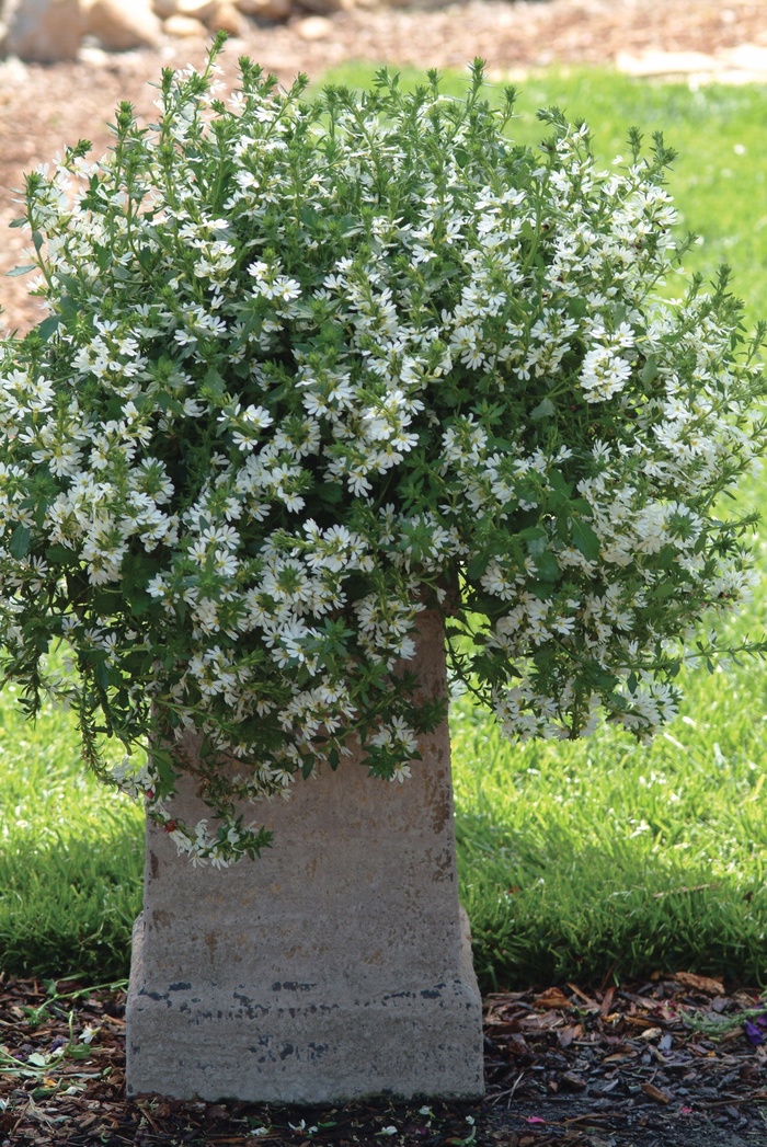 Scaevola aemula (Fan Flower) | Whirlwind® 'White' | Milmont Greenhouses