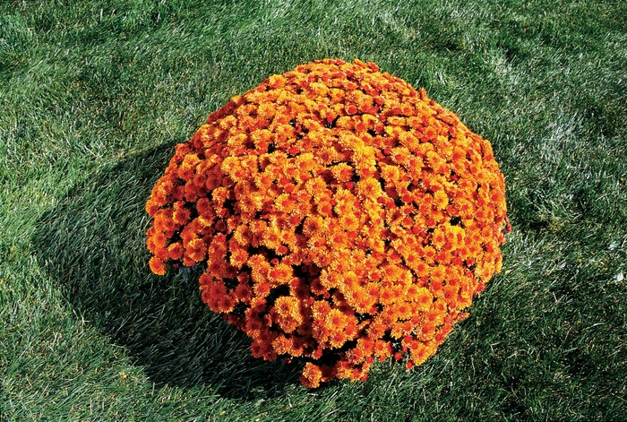 Chrysanthemum X Morifolium Spicy Cheryl Garden Mum Spicy Cheryl Garden Mum Milmont