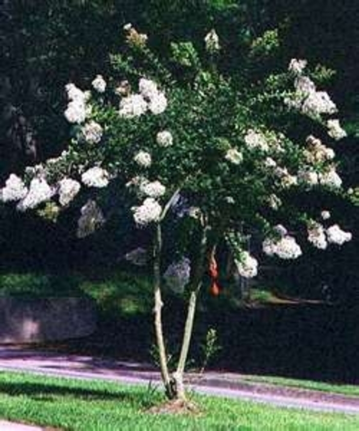 Lagerstroemia indica x fauriei 'Acoma' (Crapemyrtle) | Acoma ...