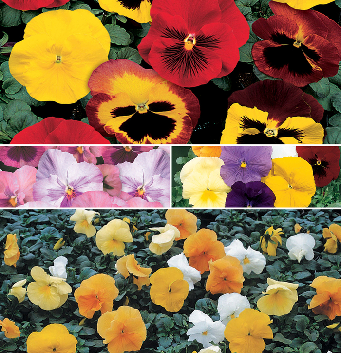 Viola x wittrockiana ''Mix'' (Pansy) | Delta™ Mix | Milmont Greenhouses