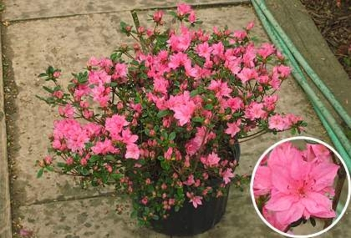 Rhododendron Kurume hybrid 'Tradition' (Azalea) | Tradition Azalea ...