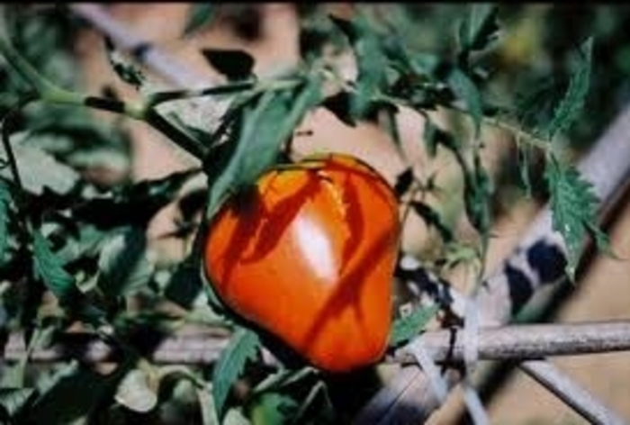 Lycopersicon esculentum 'German Red Strawberry' (Tomato) | German Red ...