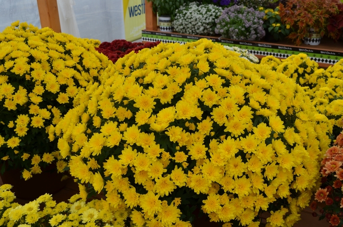 Chrysanthemum x morifolium (Yellow Garden Mum) | Yellow Garden Mum ...