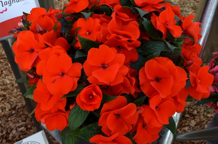 Impatiens | 'Magnum Fire' New Guinea Impatiens | Milmont Greenhouses