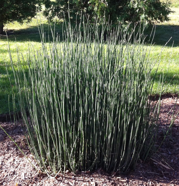 Equisetum hyemale | Scouring Rush | Milmont Greenhouses