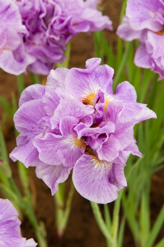 Iris sibirica | 'Pink Parfait' Siberian Iris | Milmont Greenhouses