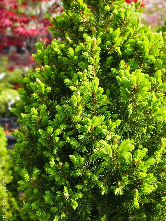 Picea glauca var. conica | 'Tiny Tower®' Dwarf Alberta Spruce | Milmont ...