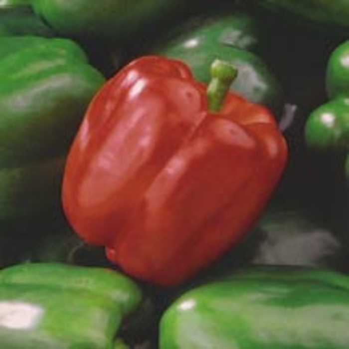 Capsicum annuum 'King Arthur' (Pepper) | King Arthur Pepper | Milmont ...