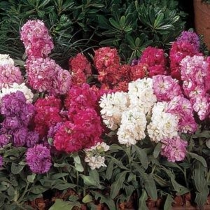 Matthiola incana 'Vintage Mix' (Stock) | Vintage Mix Stock | Milmont ...