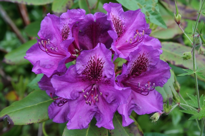 Rhododendron | 'Purple Passion' | Milmont Greenhouses