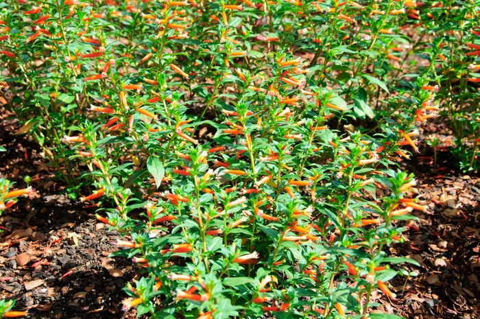 Cuphea | 'Vermillionaire®' Large Firecracker Plant | Milmont Greenhouses