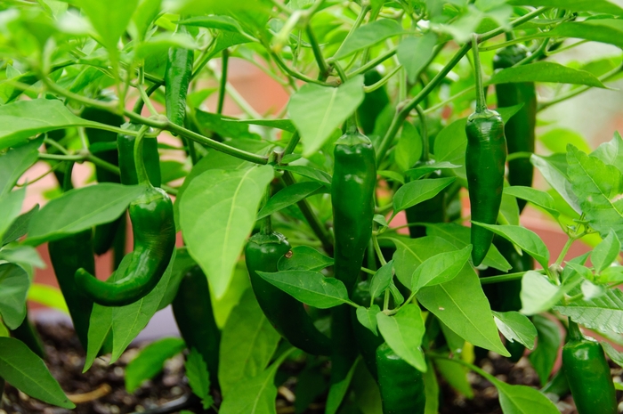 Capsicum annuum 'Cayennetta' (Chili Pepper) | Cayennetta Chili Pepper ...