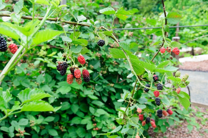 Rubus fruticosa 'Chester' (Blackberry) | Chester Blackberry | Milmont ...
