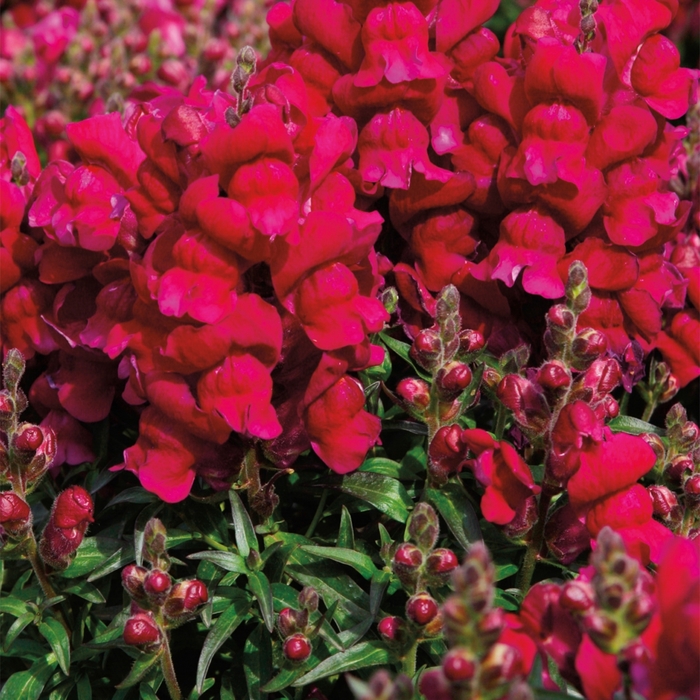 Antirrhinum majus (Snapdragon) | Montego™ 'Violet' | Milmont Greenhouses