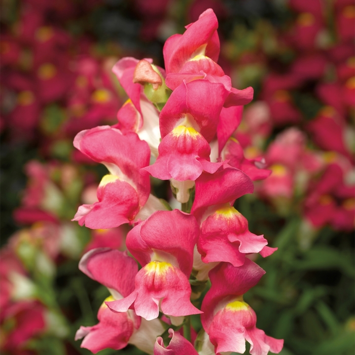 Antirrhinum majus 'Rose Bicolor' (Snapdragon) | Montego™ Rose Bicolor ...