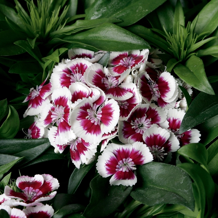 Dianthus barbatus 'Red Picotee' (Sweet William) | Barbarini® Red ...