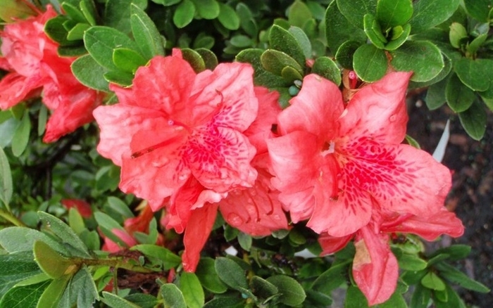 Rhododendron Girard hybrid 'Fashion' (Azalea) | Fashion Azalea ...
