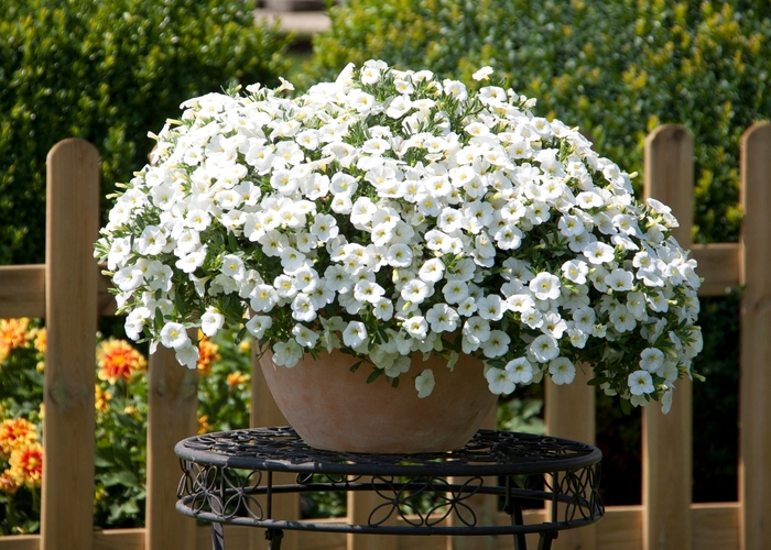 Calibrachoa (Mini Petunia) | MiniFamous® Neo 'White' | Milmont Greenhouses