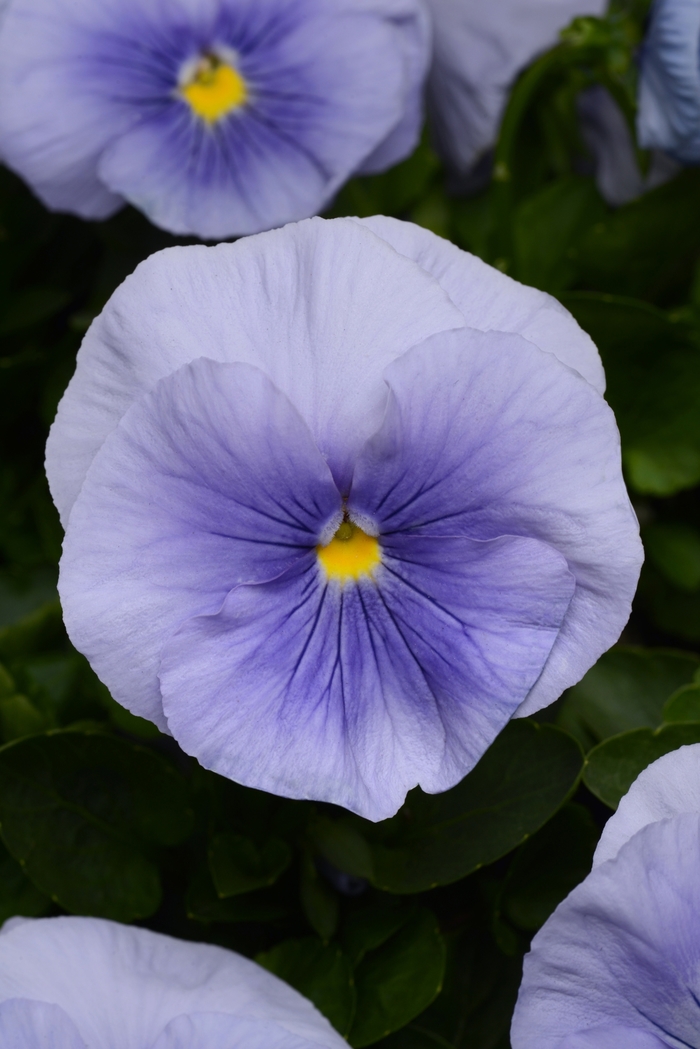 Viola x wittrockiana (Pansy) | Matrix® Light Blue | Milmont Greenhouses
