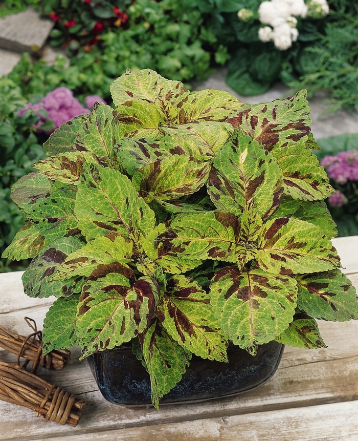 Solenostemon 'Mosaic' (Coleus) | Wizard® Mosaic | Milmont Greenhouses