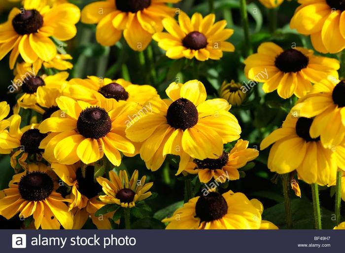 Rudbeckia Fulgida 'Toto® Gold' (Black Eyed Susan) | Toto® Gold Black ...