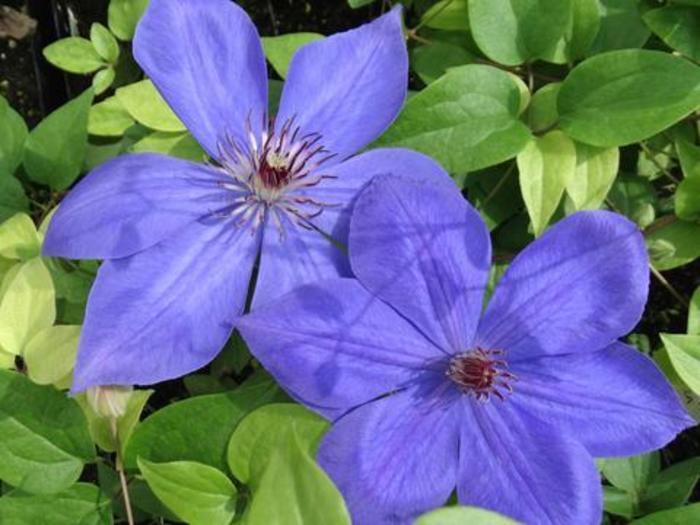Clematis 'Elsa Spath' (Clematis) | Elsa Spath Clematis | Milmont ...