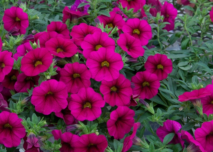 Calibrachoa (Mini Petunia) | MiniFamous® Neo 'Purple' | Milmont Greenhouses