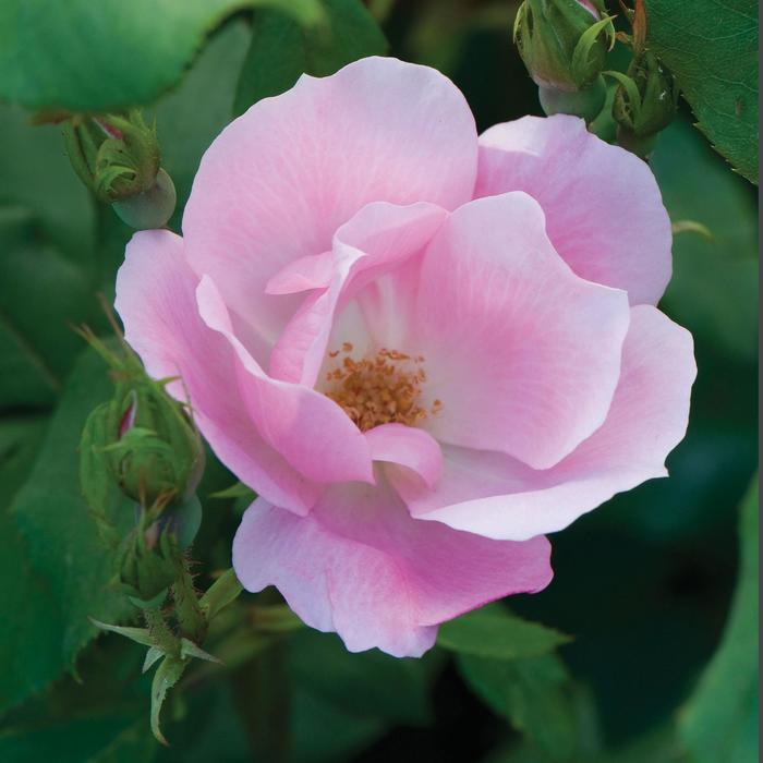 Rosa (Shrub Rose) | Knock Out® Blushing | Milmont Greenhouses