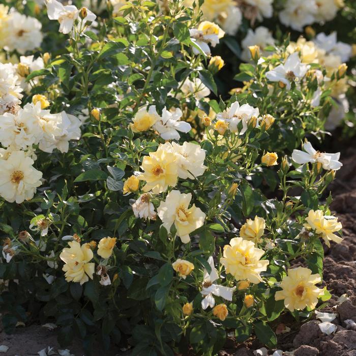 Rosa | 'Lemon Drift®' Rose | Milmont Greenhouses