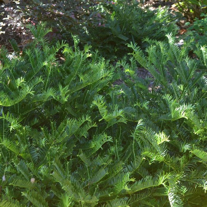 Cephalotaxus harringtonia | 'Prostrata' Prostrate Japanese plum yew ...
