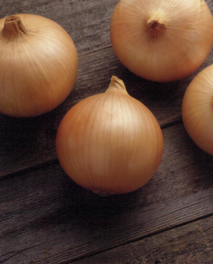 Allium cepa 'Candy' (Onion) | Candy Onion | Milmont Greenhouses