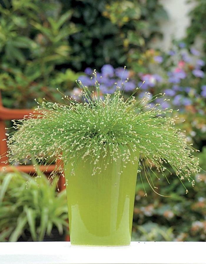 Scirpus Cernuus Fiber Optic Grass Graceful Grasses® Fiber Optic Grass Milmont Greenhouses