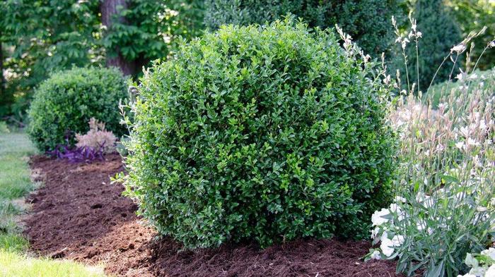 Buxus | 'NewGen Independence®' Boxwood | Milmont Greenhouses