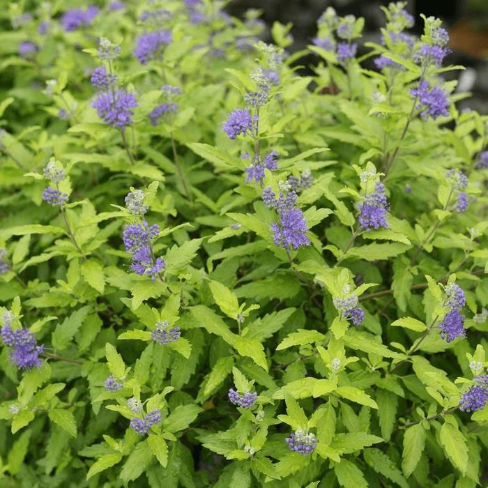 Caryopteris x clandonensis | Bluebeard | Milmont Greenhouses