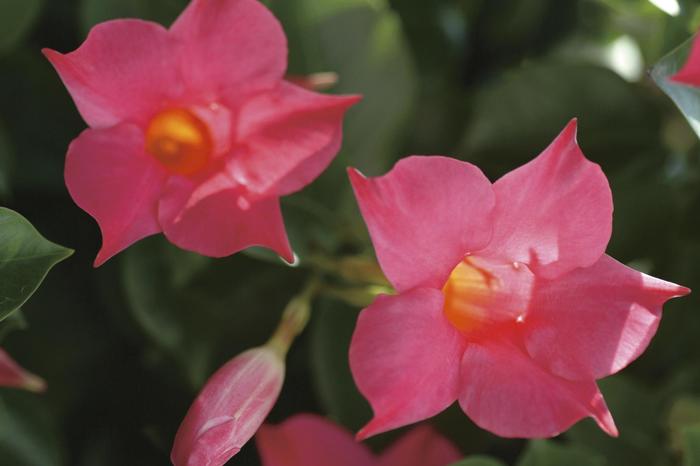 Mandevilla | Sun Parasol® 'Pink' | Milmont Greenhouses