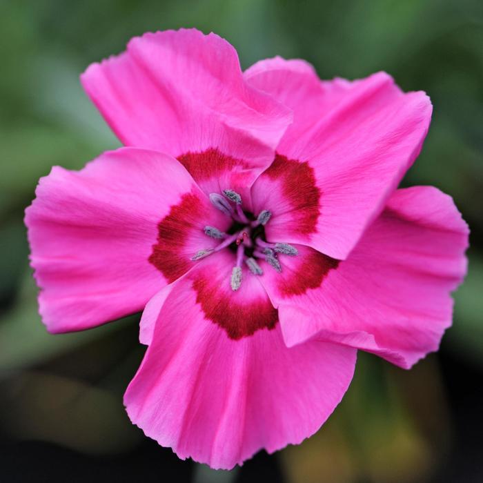 Dianthus allwoodii 'Bumbleberry Pie' (Dianthus) | American Pie ...