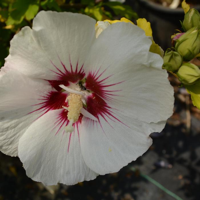 Hibiscus syriacus | 'Red Heart' Rose of Sharon | Milmont Greenhouses