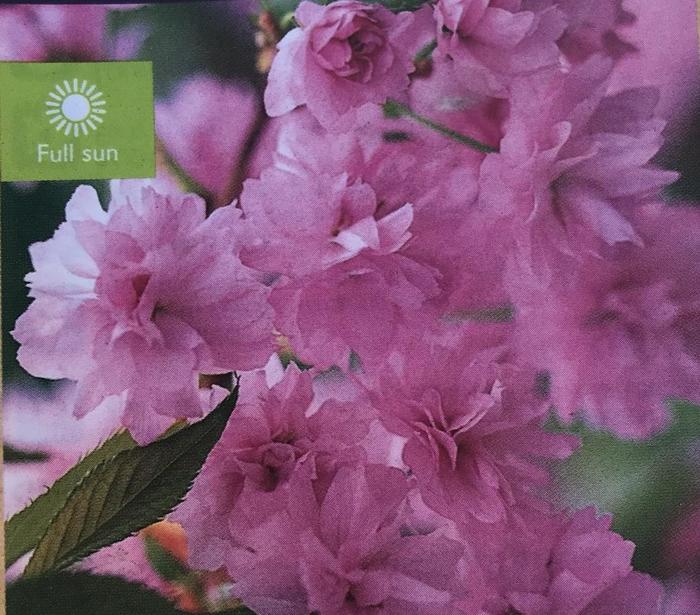 Prunus serrulata | 'Kiku-shidare-zakura' Japanese Weeping Cherry ...