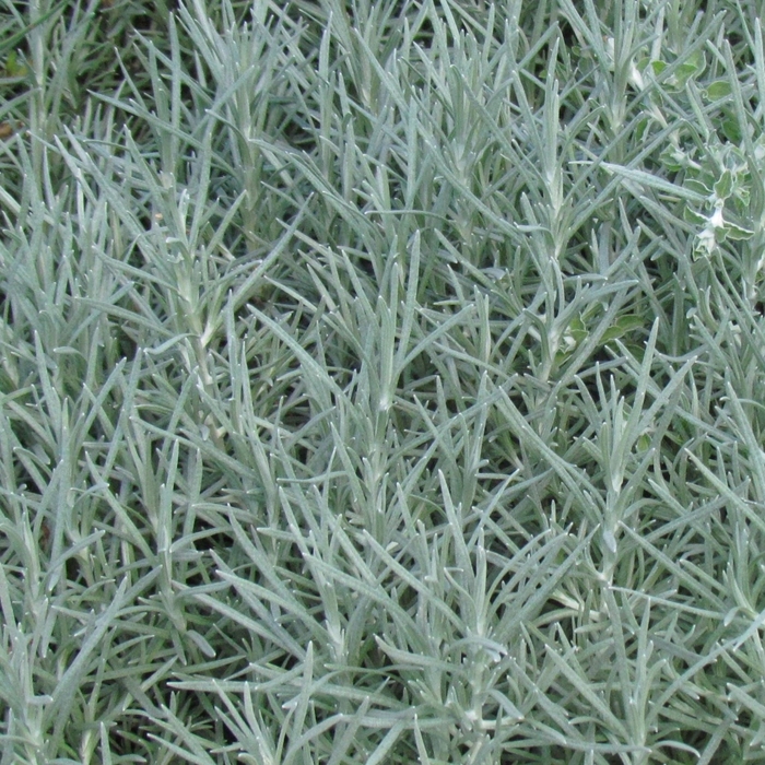 Helichrysum thianschanicum 'Icicles' (Licorice Plant) | Proven Accents ...
