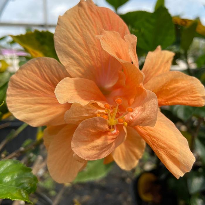 Hibiscus rosa-sinensis | Orange Tropical Hibiscus | Milmont Greenhouses