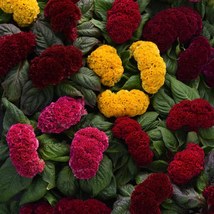 Celosia cristata (Cockscomb) | Concertina™ Mix | Milmont Greenhouses