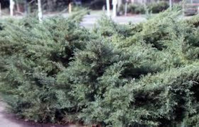Juniperus chinensis | 'Pfitzeriana Compacta' Compact Pfitzer Juniper ...