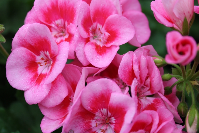 Pelargonium x hortorum | ''Wilhelm Langguth'' Zonal Geranium | Milmont Greenhouses