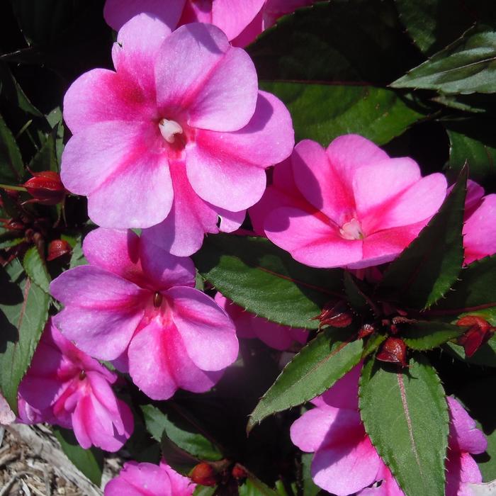Impatiens | SunPatiens® Purple Candy | Milmont Greenhouses