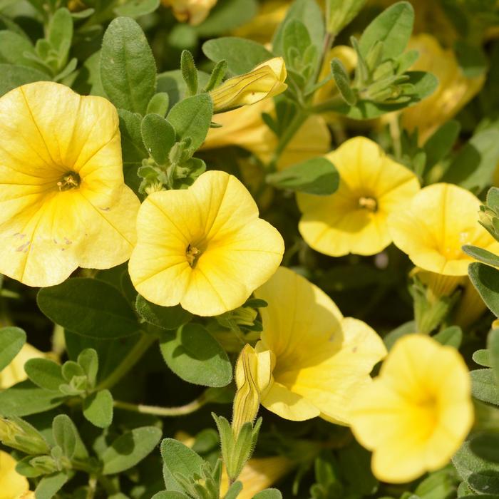 Calibrachoa | 'Bloomtastic Yellow' Million Bells | Milmont Greenhouses