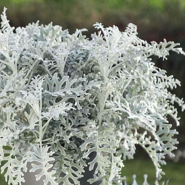 Senecio cineraria 'Silver Dust' (Dusty Miller) | Silver Dust Dusty ...